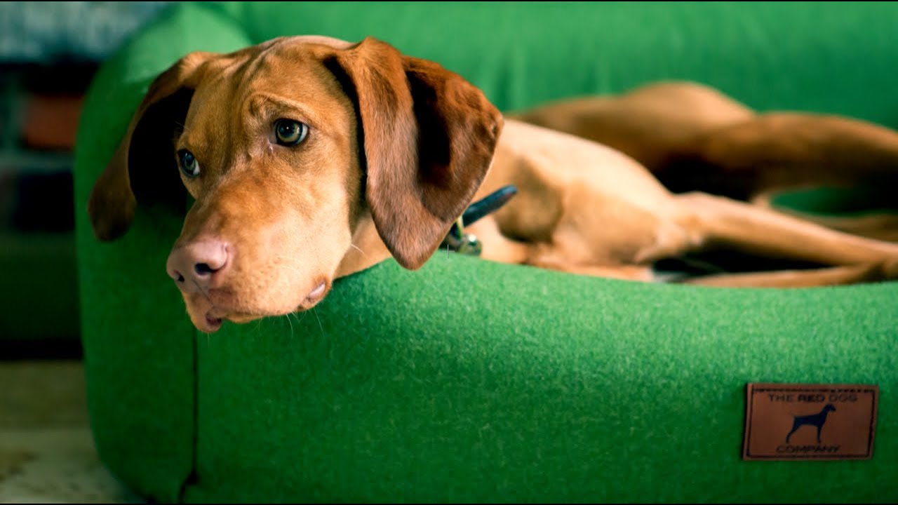 The Red Dog Company - Luxury Dog Beds - YouTube