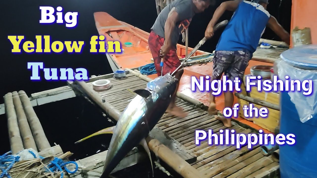Big Yellow Fin Tuna || Night Fishing of the Philippines - YouTube