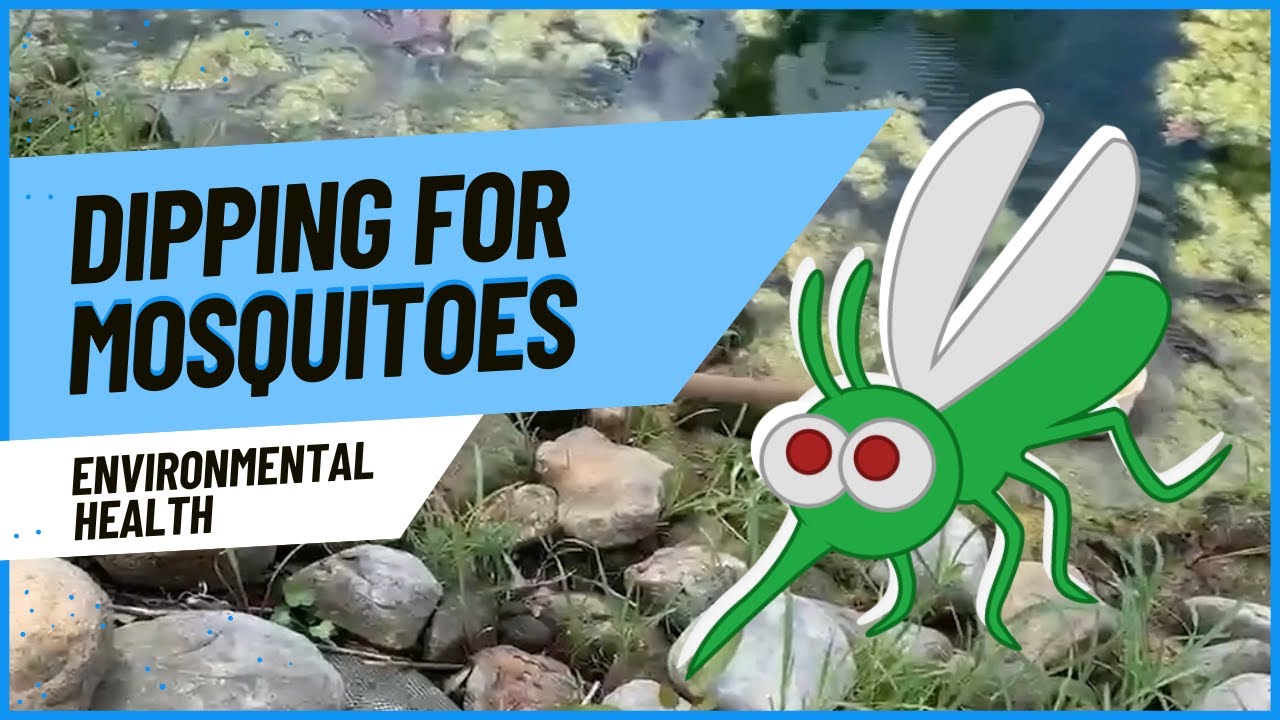 Dipping for Mosquito Larvae - Environmental Health - YouTube