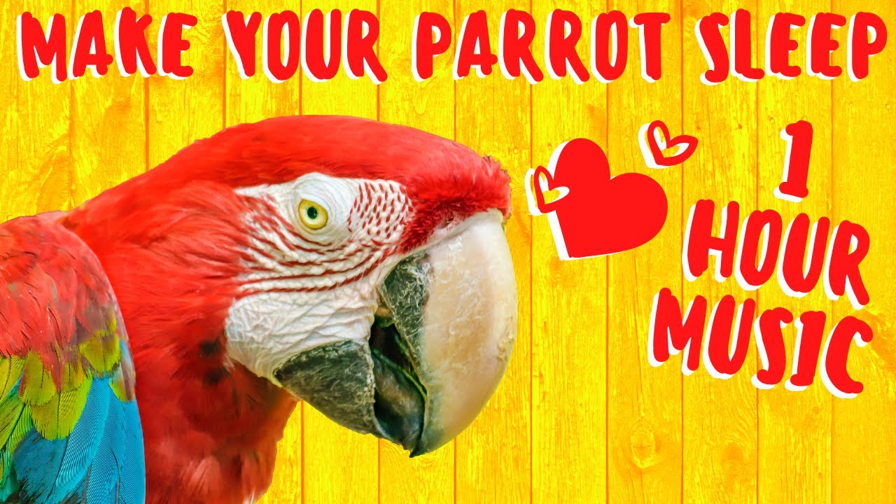 Calming Music For Parrots To Sleep And Relax 1 Hour ★ How To Calm a ...