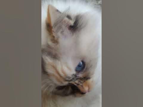 Look at my eyes ! Ragdoll cat Leda 💜 #shorts - YouTube