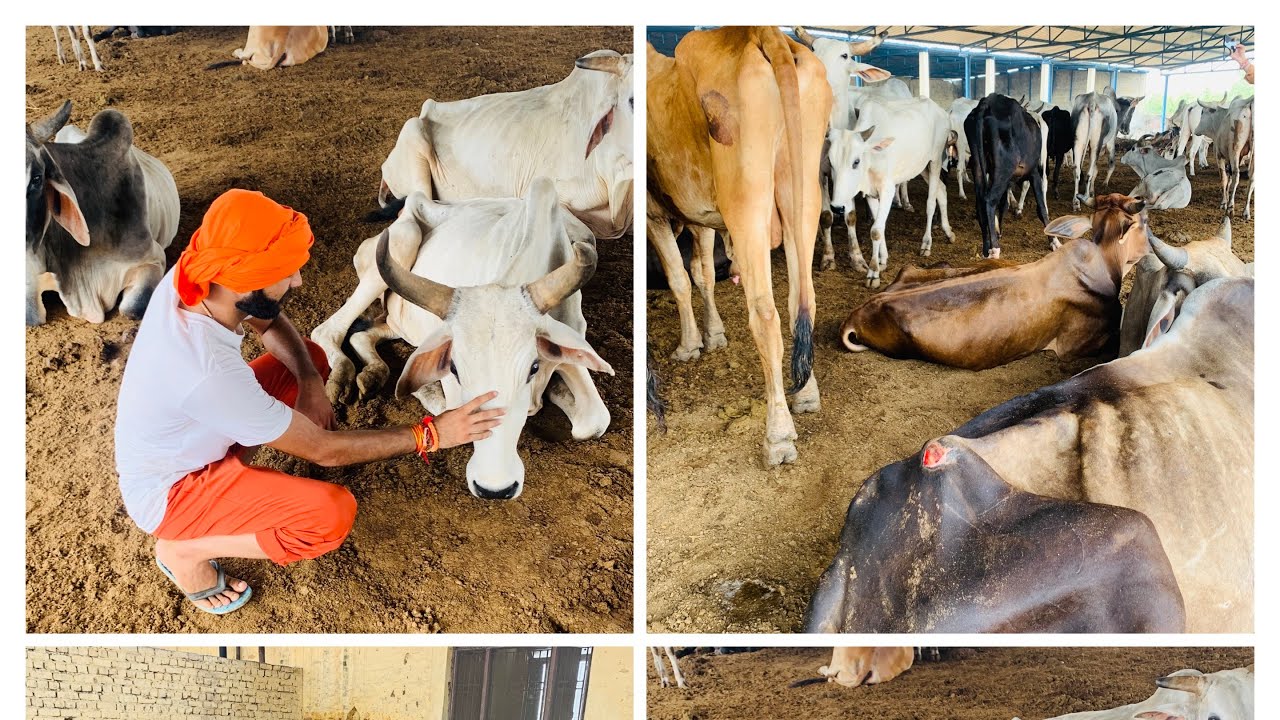 Mandothi gau sala. Gau sala mandothi gav. Hindu. Cow protection ...