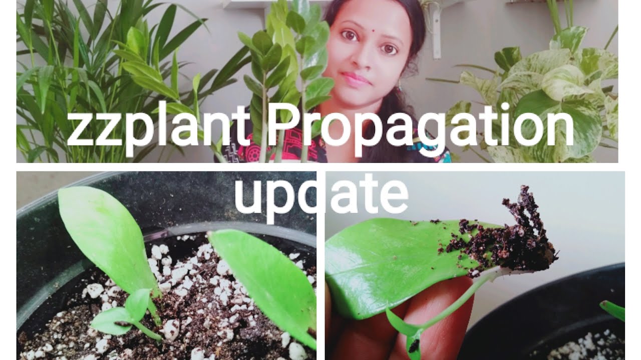ZZ plant propagation update and repotting/ZZ plant leaf propagation ...