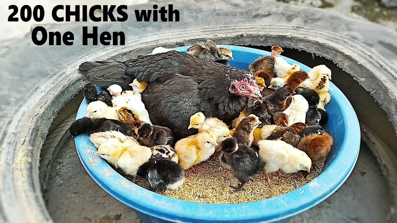 200 chicks With ONE HEN - Black Hen HATCHED 200 CHICKS ? - YouTube