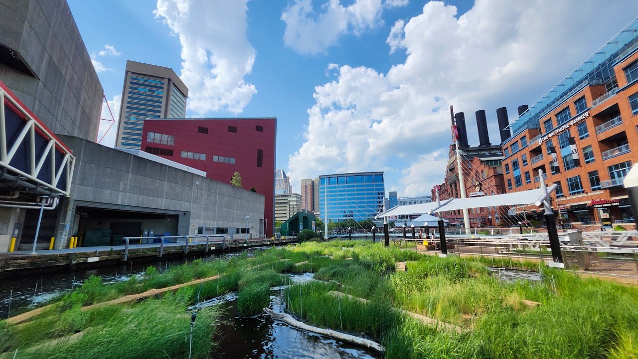 Baltimore Harbor Wetlands National Aquarium - YouTube
