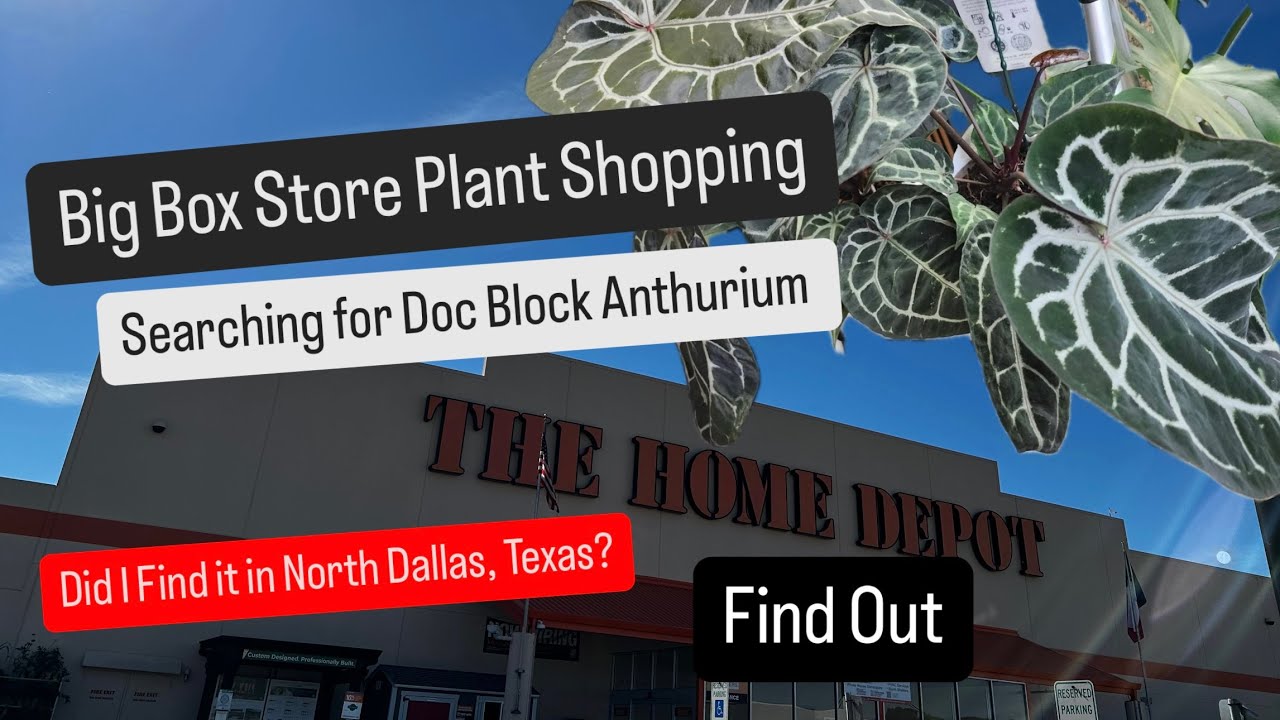 Big Box Store Plant Shopping Looking for Proven Winners Doc Block ...