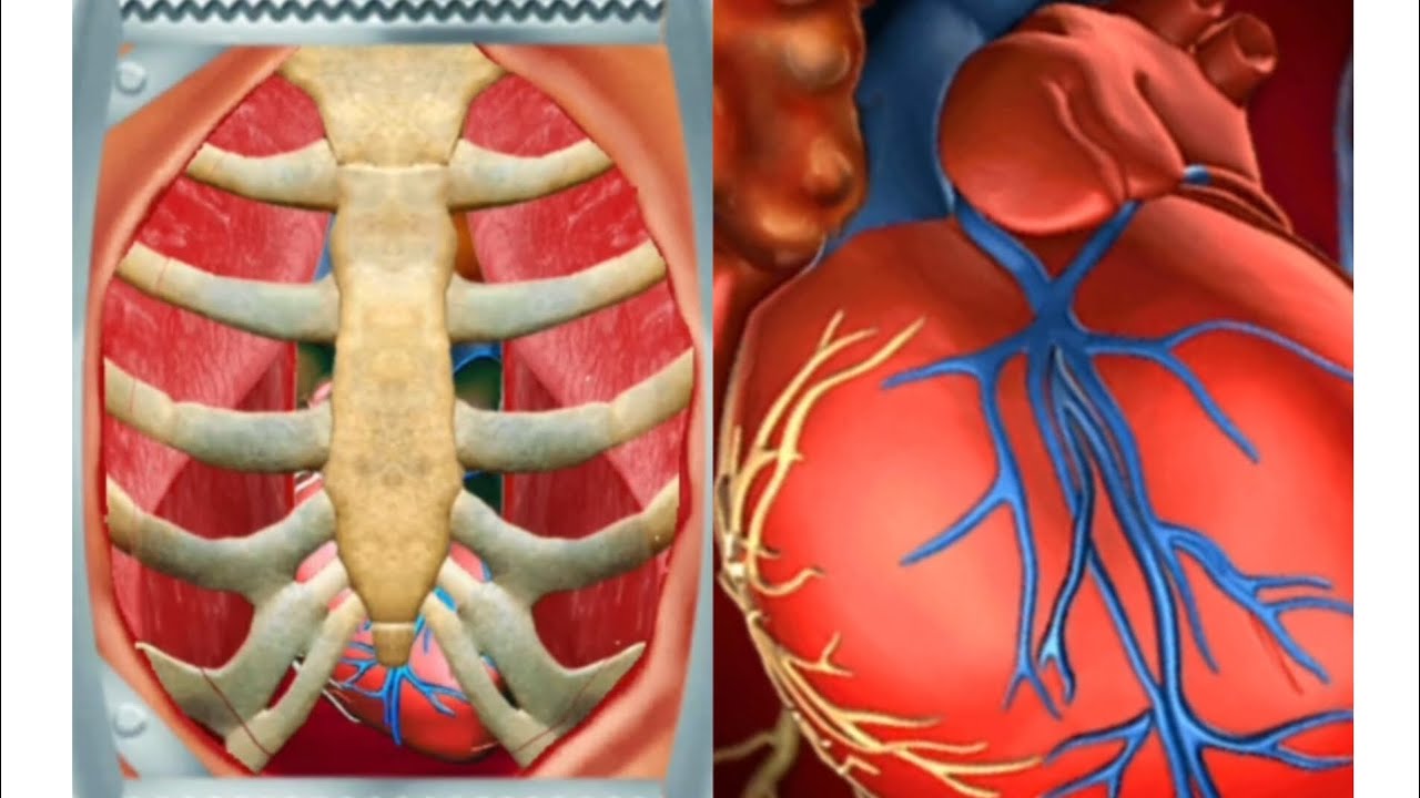 Open Heart Surgery bypass Asmr Surgery asmr Doctor Game YouTube open-heart-surgery-bypass-asmr-surgery-asmr-doctor-game-youtube