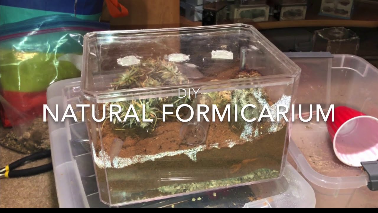 DIY natural formicarium - YouTube