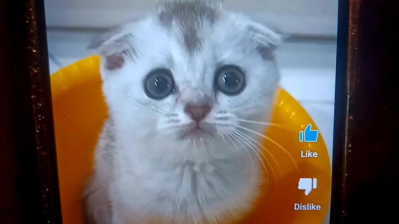 sonye baby kitty😻 cat like this one is the best thing to do you can ...