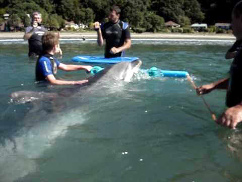 Moko the friendly dolphin - YouTube