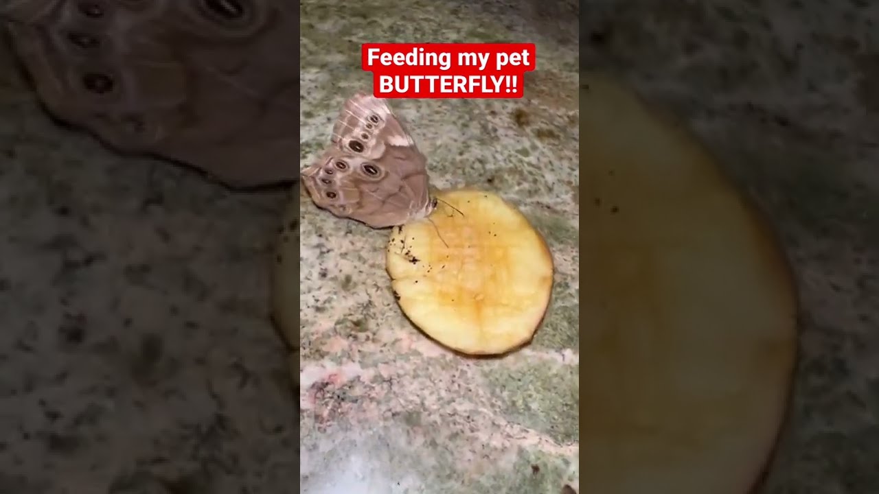 My Pet Butterfly
