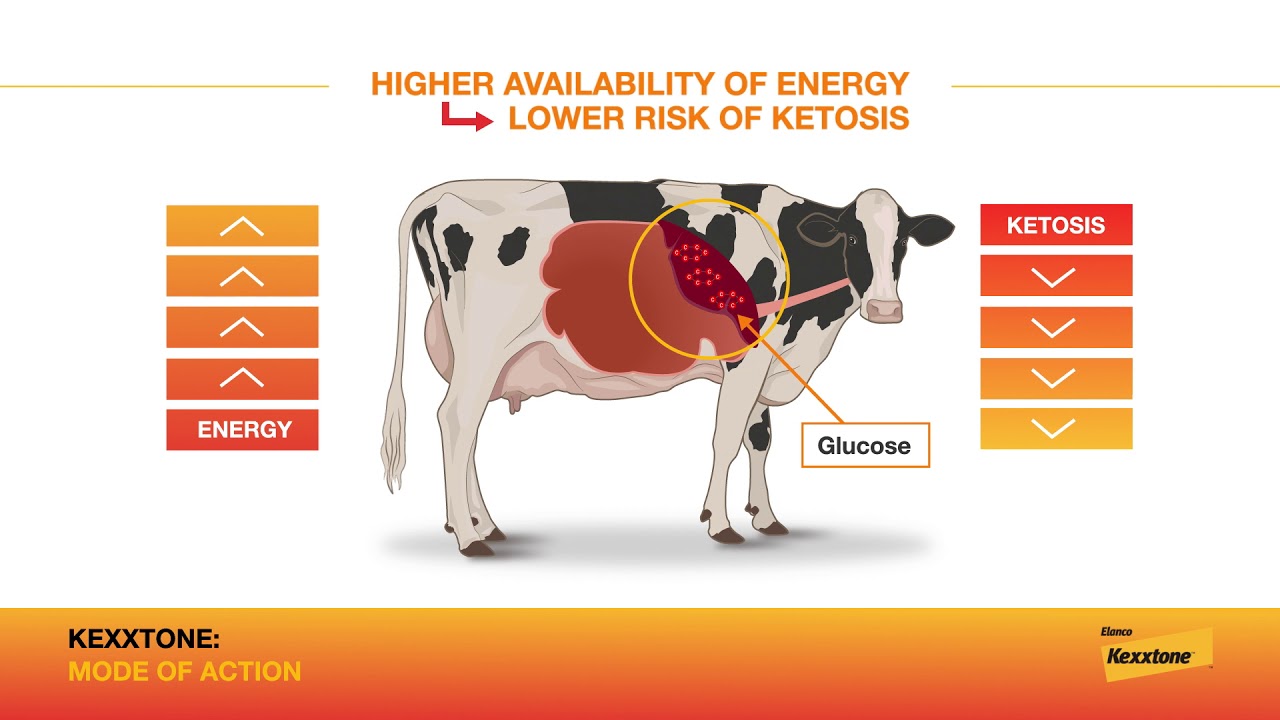 Kexxtone Mode of Action - YouTube