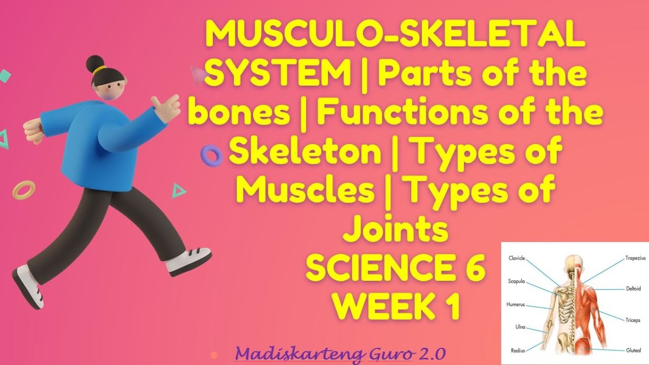 MUSCULO SKELETAL SYSTEM PARTS AND FUNCTIONS TYPES OF MUSCLES AND MUSCULO SKELETAL SYSTEM PARTS AND FUNCTIONS TYPES OF MUSCLES AND