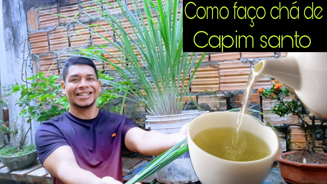Como eu faço chá de capim santo possui inúmeros benefícios - YouTube