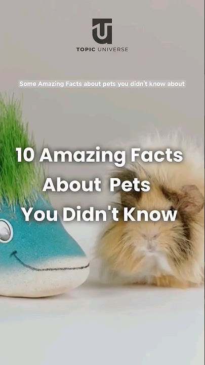 Amazing Facts about Pets #facts #pets #animals #dogs #cats - YouTube