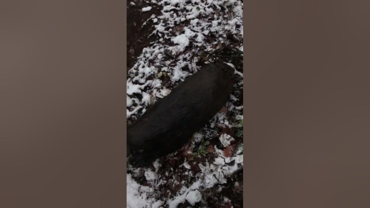 Проверка капкана на бобра. Попался крупный бобр - YouTube