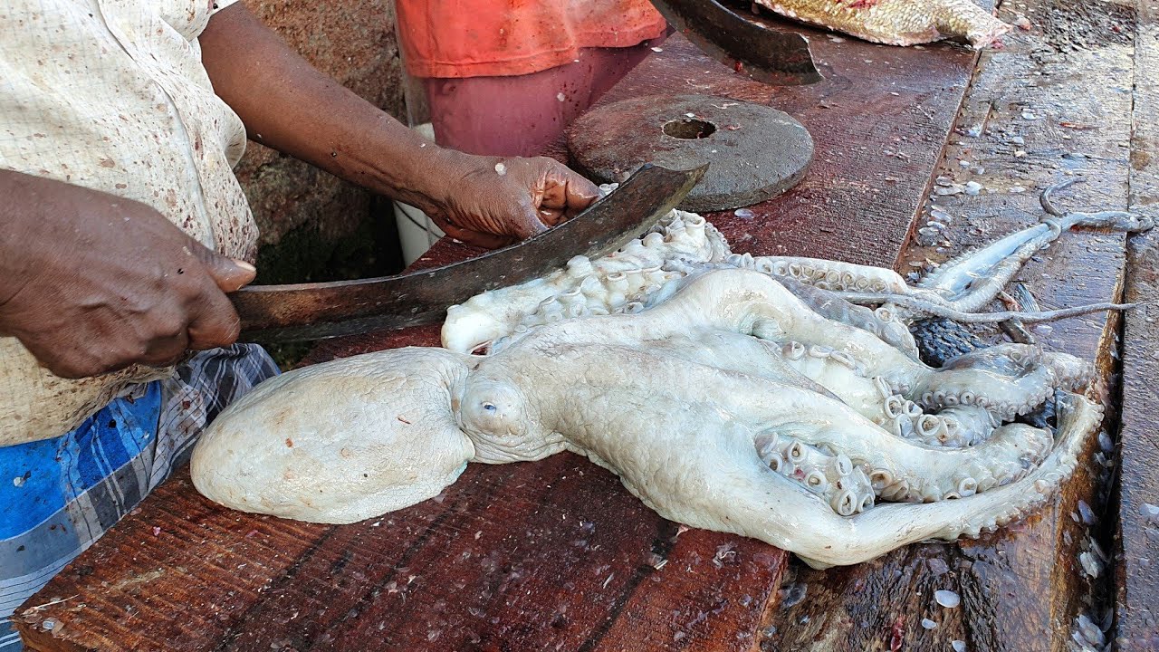 Amazing Live Octopus Cutting Skill in Sri Lanka and Octopus Processing ...