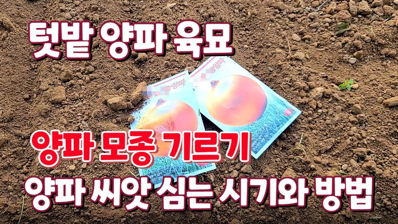 텃밭에 심을 양파 모종을 씨앗 파종으로 기르기 텃밭 양파 육묘하기 양파 씨앗 심는 시기와 심는 방법 Youtube