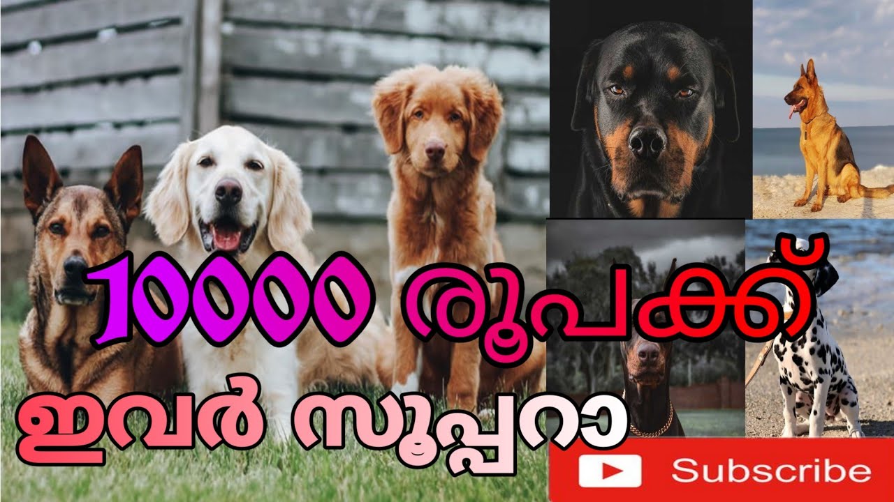 Dogs under rs10000 | പതിനായിരം രൂപയിൽ താഴെ വിലവരുന്ന അടിപൊളി ഡോഗ്സ് ...
