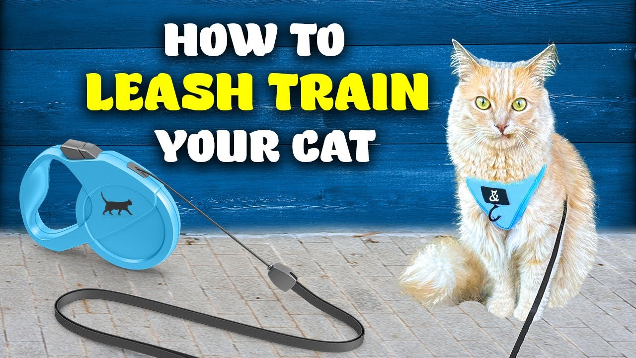 How To Leash Train Your Cat - Beginner's Guide! - YouTube