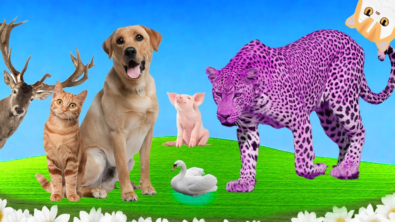 Funny Animal Sounds In Wildlife: Cat, Elephant, Hippo, Dog, Leopard ...