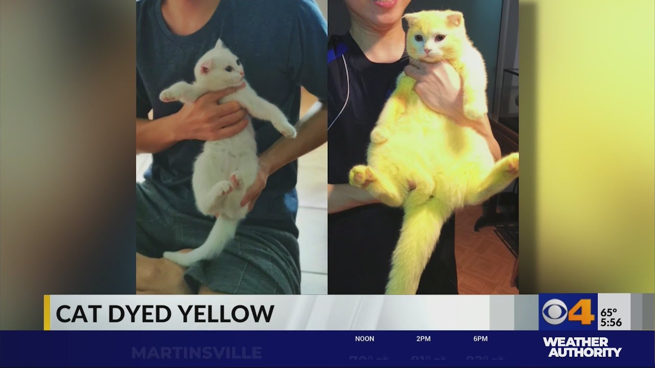 Cat dyed yellow - YouTube