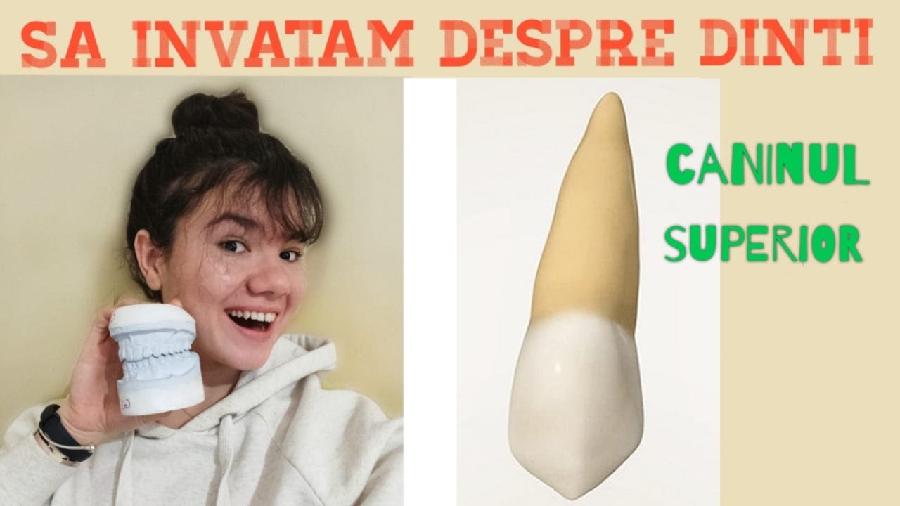 "SA INVATAM DESPRE DINTI" #3 | CANINUL SUPERIOR - YouTube