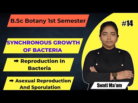 Synchronous Growth Of Bacteria | Reproduction In Bacteria | Asexual ...