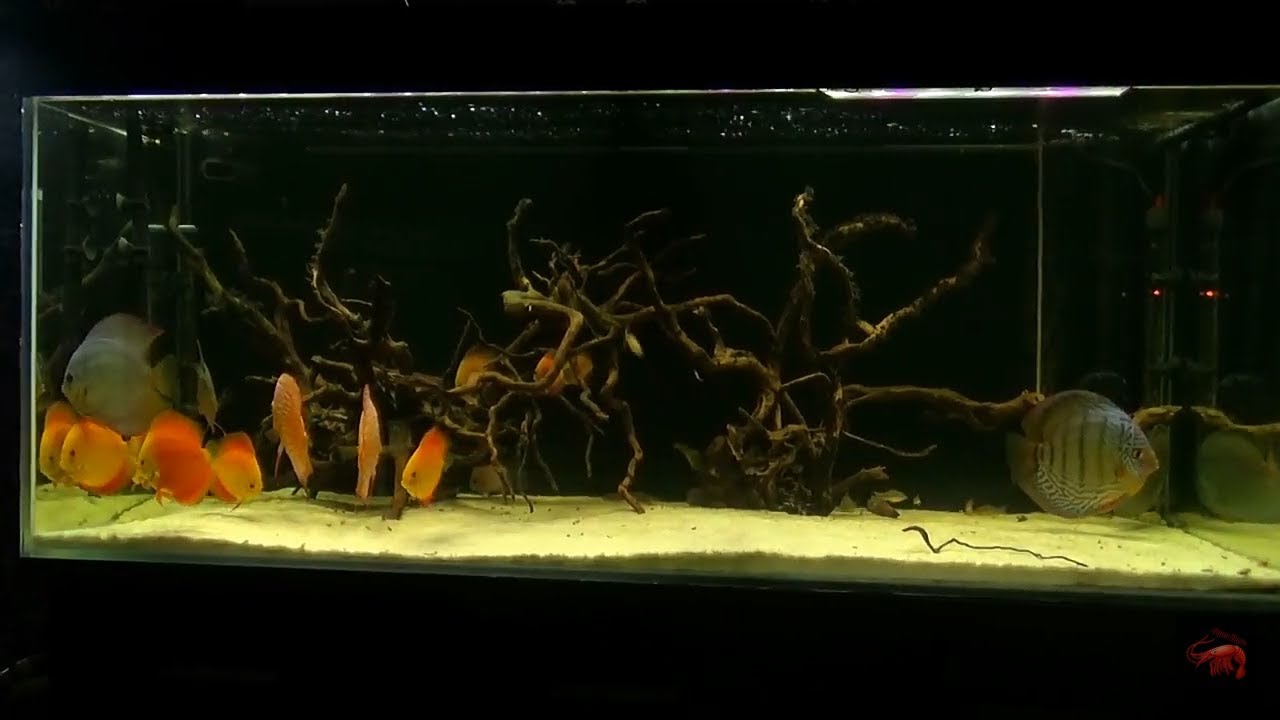 Dyskowce update 2018 - akwarium 450 litrów - YouTube