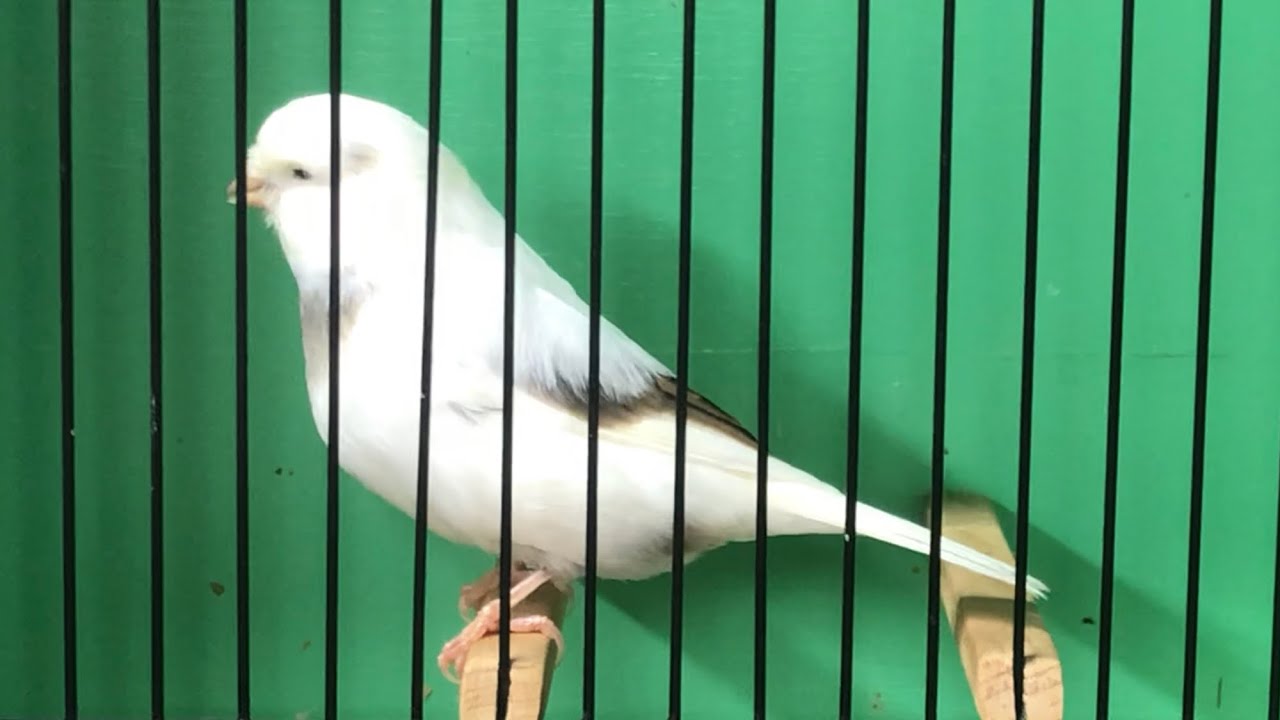 White Gloster Consort 2020 - YouTube