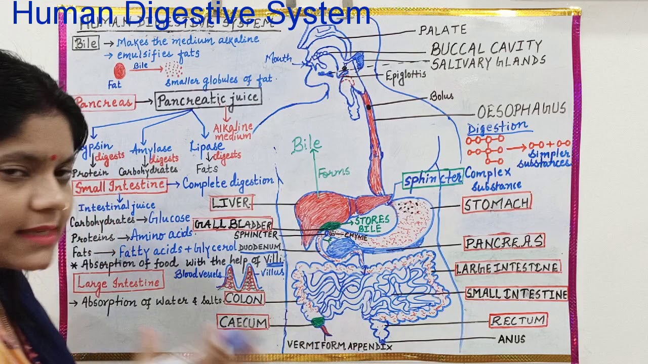 Human Digestive System - Digestion, Absorption, Assimilation, Egestion ...