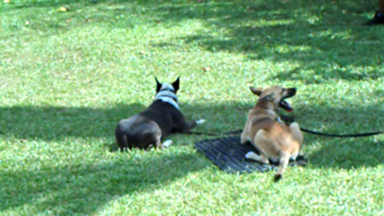 DOG FIGHTING BULL TERRIER ON THE ATTACK , TRAINING IN MIAMI K9 ...