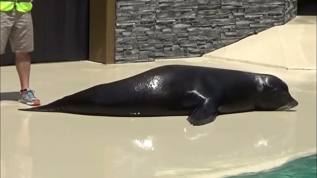 Seaworld San Antonio Sea Lion And Otter Spotlight 2022 Youtube