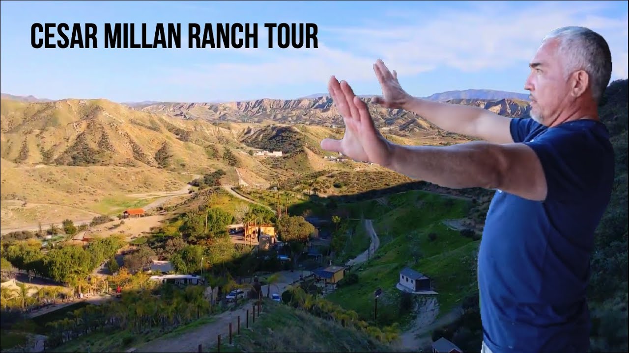 My Parrot Reacts to a Cesar Millan Ranch Tour! - YouTube