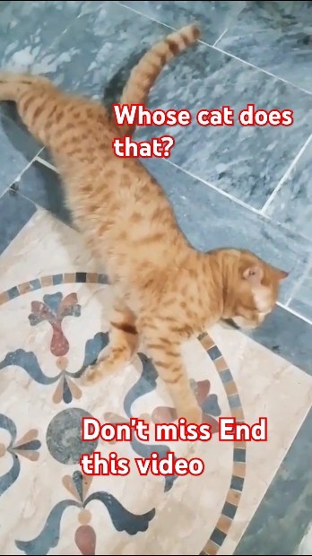 Whose cat does that? Funny 🤣😁🤣 Garfield and Tim # Don't Miss End - YouTube