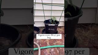 Vigoro vs. miracle grow potting soil. #gardening #garden #soil #shortsvideo #homesteading #farming