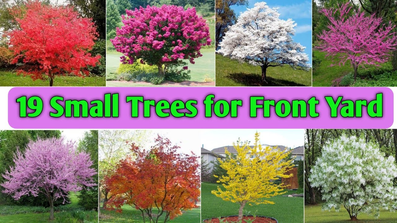 19 Best Small Trees For Front Yard Small Colourful Trees Colourful