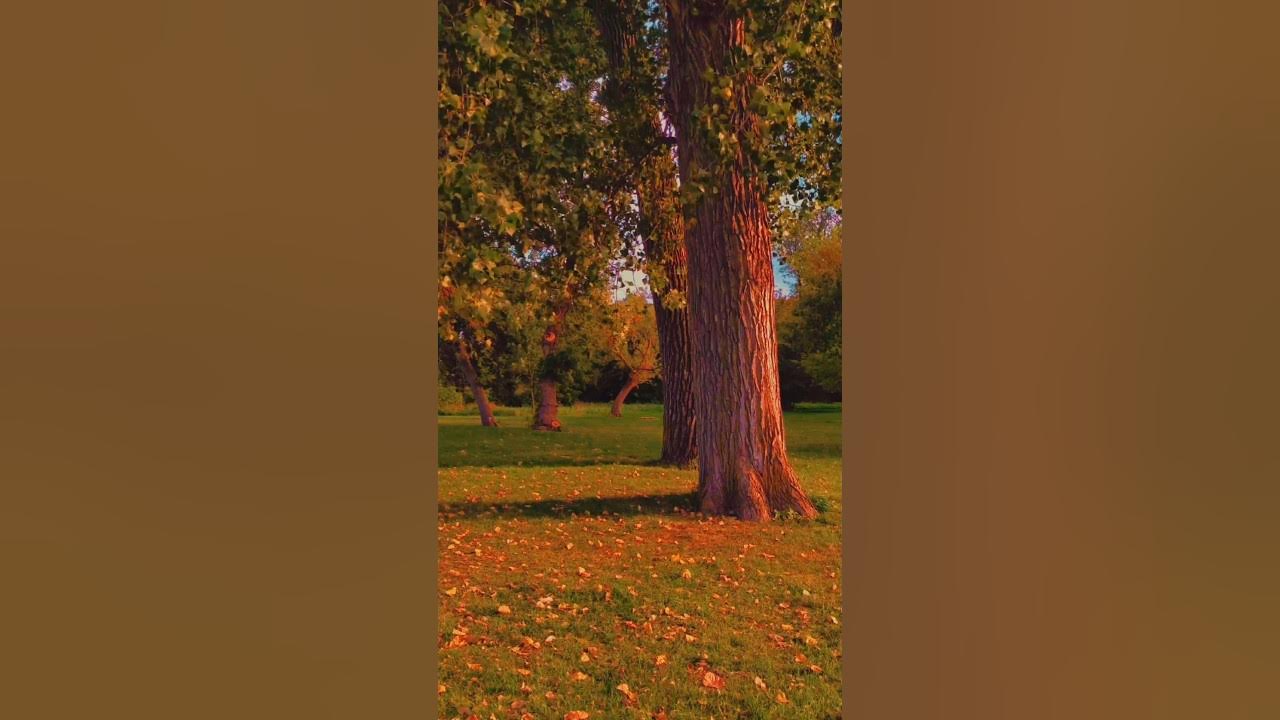 يَا أَيُّهَا الَّذِينَ آمَنُوا لَا تَتَّخِذُوا الْيَهُودَ