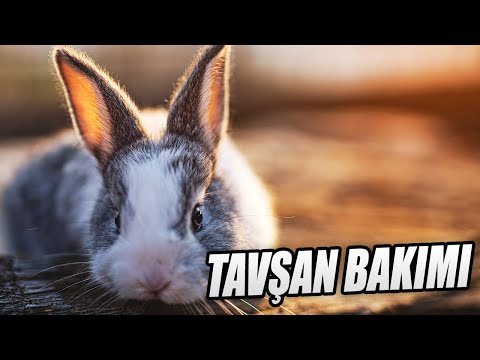 Evde Tavşan Nasıl Beslenir? Ve Neler Gereklidir?