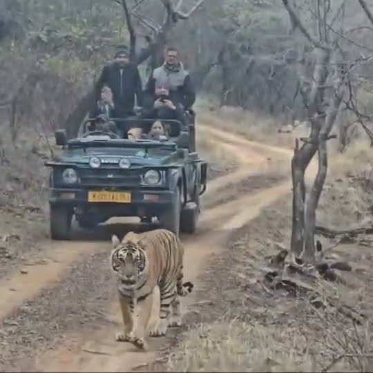 Passenger stressed ! Tiger suddenly appeared in front of Jeep #tiger # ...