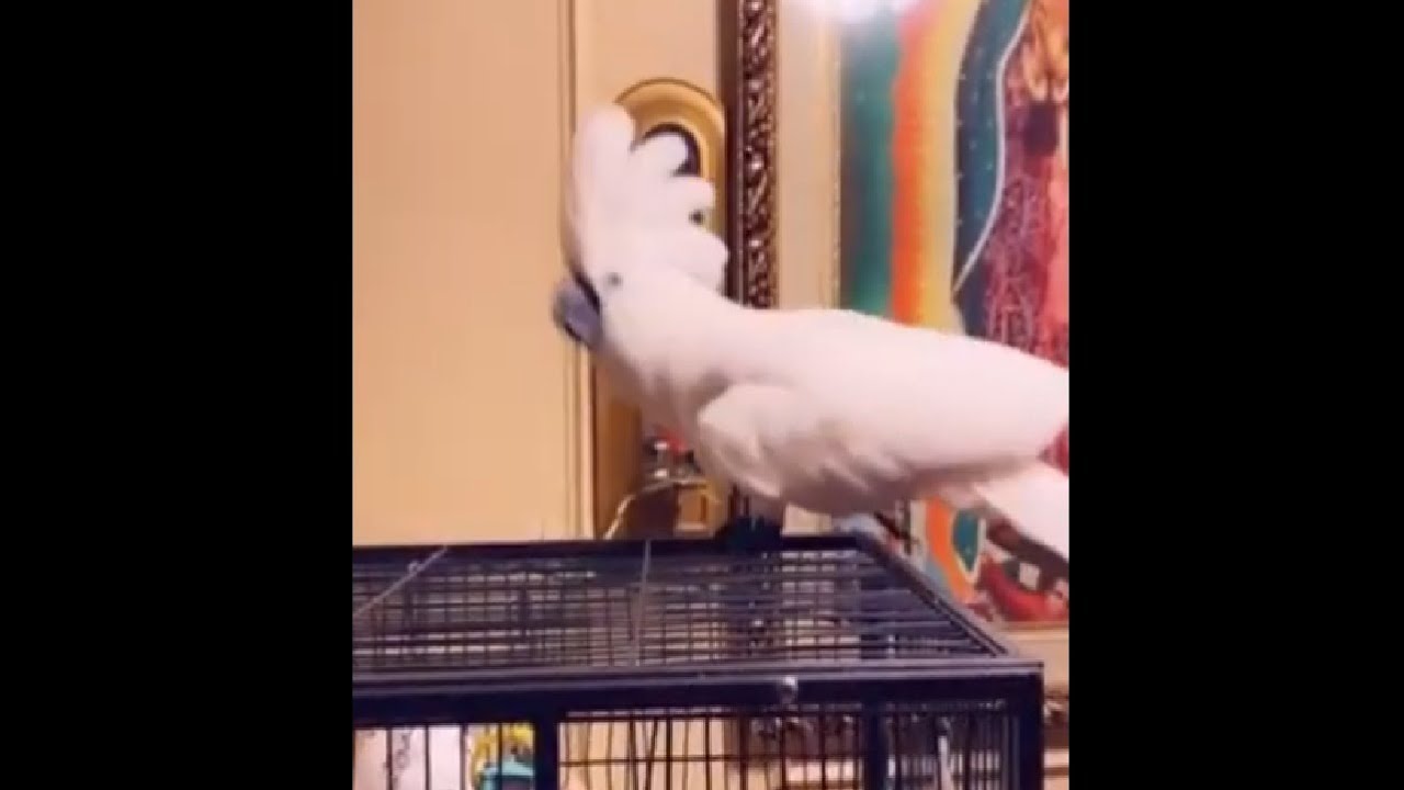 Cockatoo Parrot Vibing To Her Favorite Song - YouTube