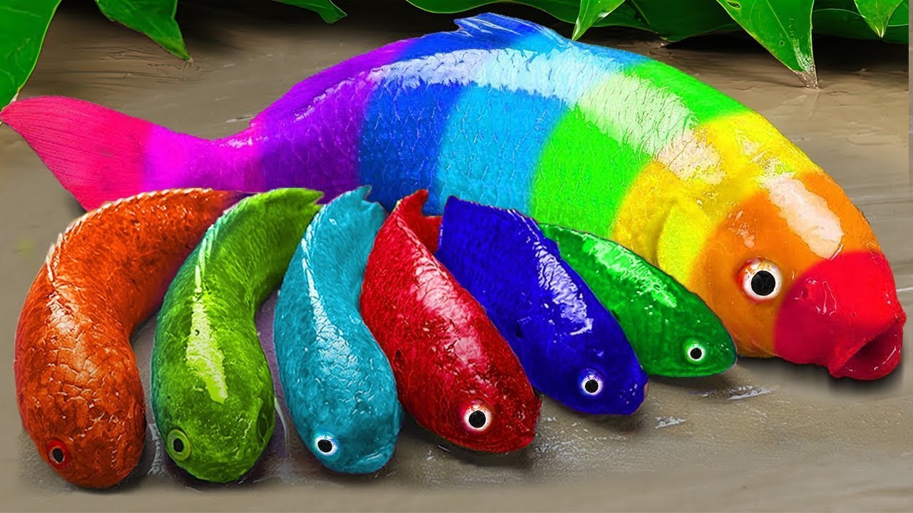Stop Motion Satisfying Colorful Koi Fish Hunting Rainbow Eel Electric ...