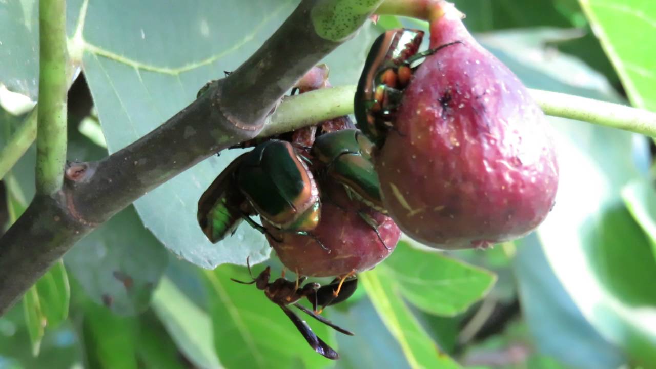 Wasp and June Bugs Eating - YouTube