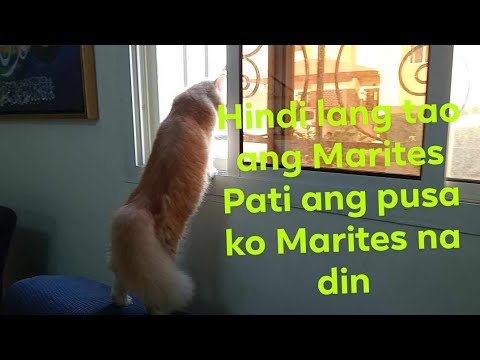 Marites nadin ang pusa ko,nag aabang sa bintana ng makamaritesan||sari ...