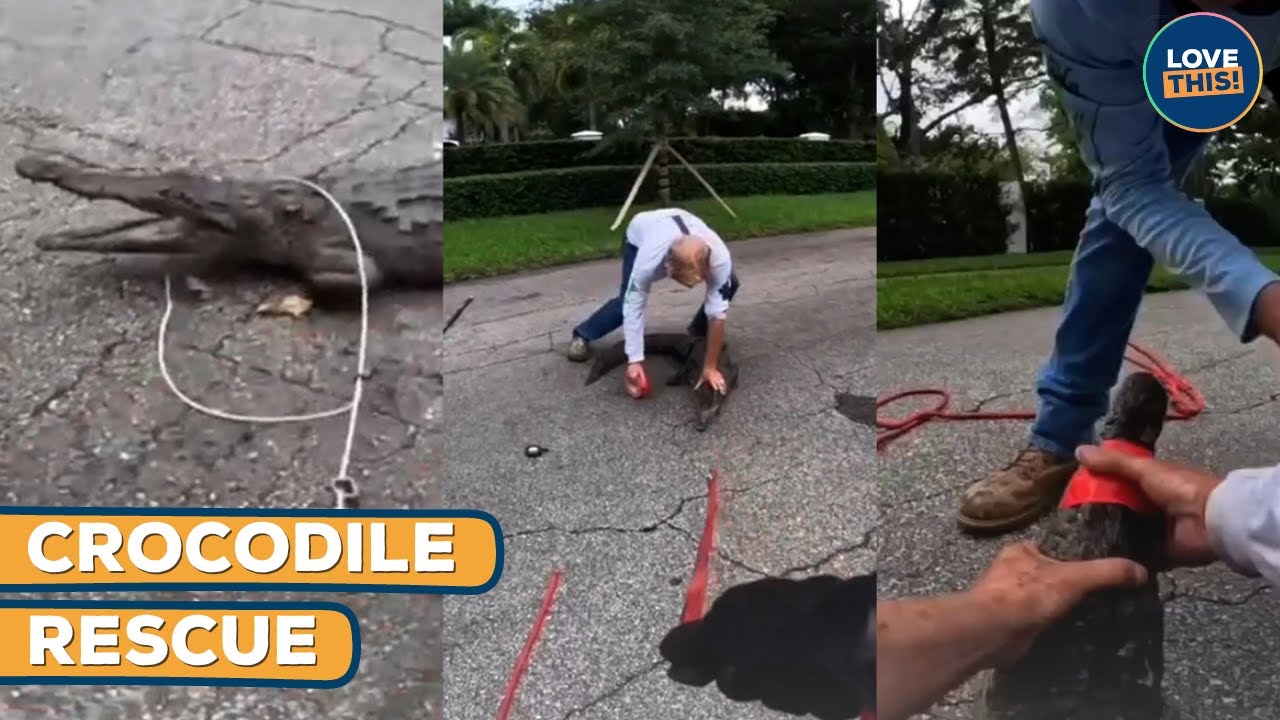 Crocodile rescue mission in action! 😯🐊🌿 | LOVE THIS! - YouTube