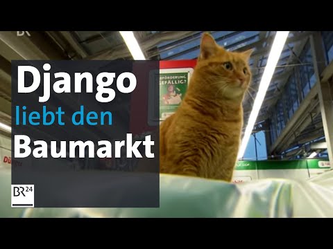 Django - der Baumarkt-Kater aus Starnberg | BR24