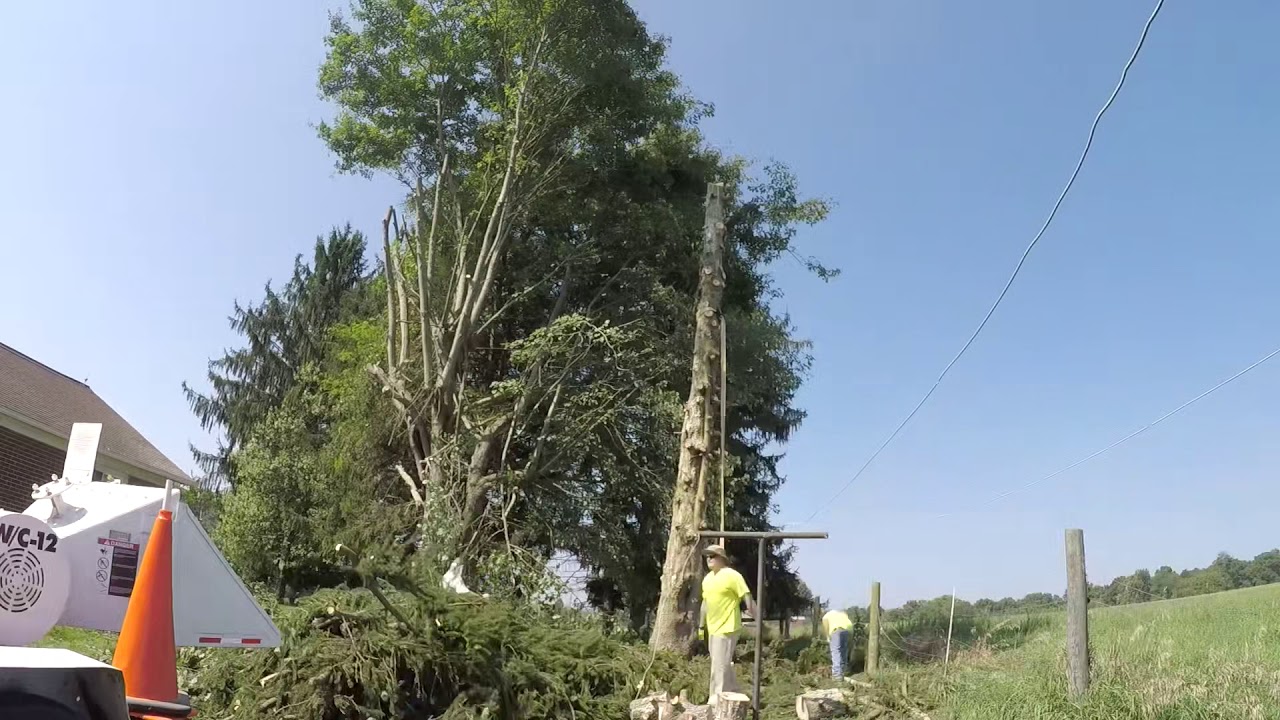 Taking down a Spruce and Maple in Cashmere, WV - YouTube