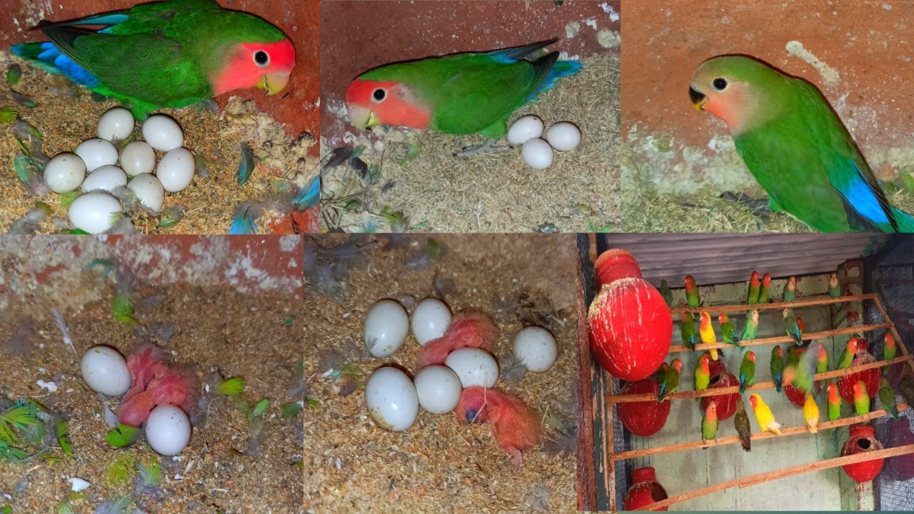 Love birds breeding tips | Lovebirds full information | Love birds ...