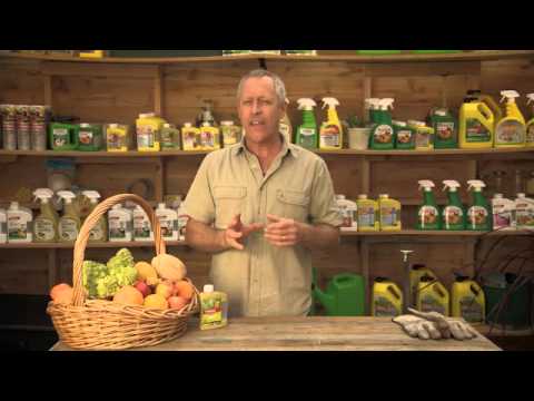 The Garden Gurus - Yates Nature's Way Fruit Fly Control - YouTube