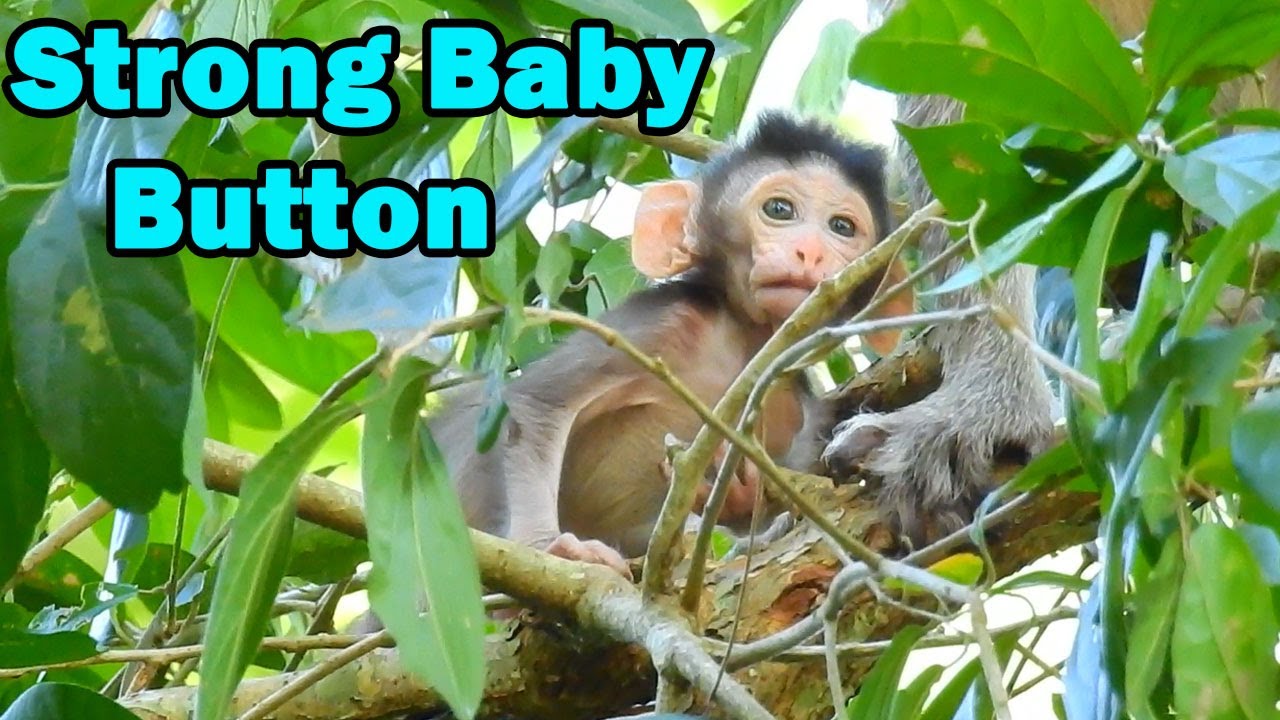 Oh ho strong baby! The poor baby monkey Button now tried to learn ...